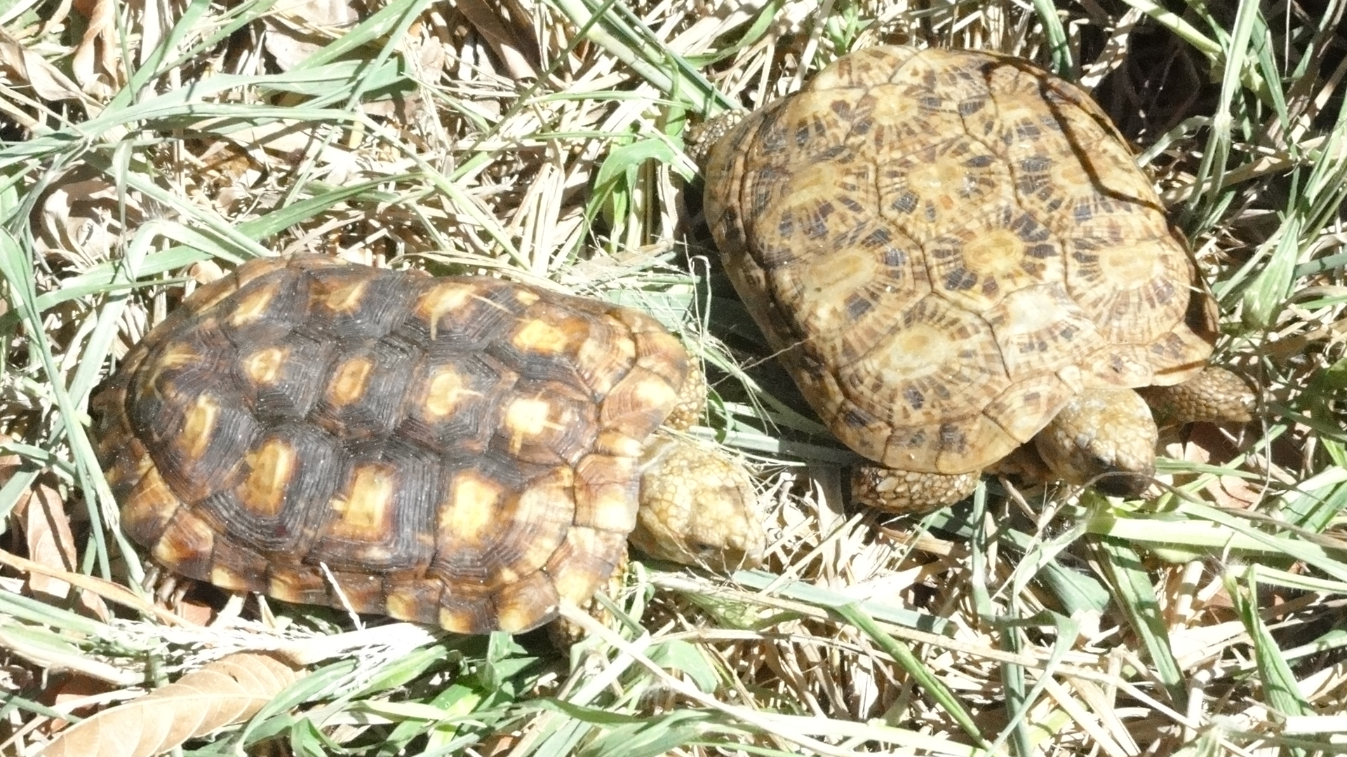 The breeding program | The International Center for Tortoise Conservation