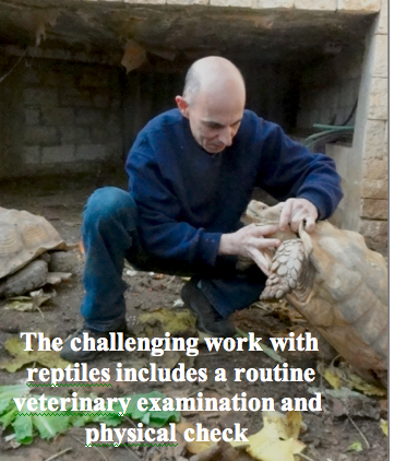 About the Reptile Hospital | The International Center for Tortoise ...