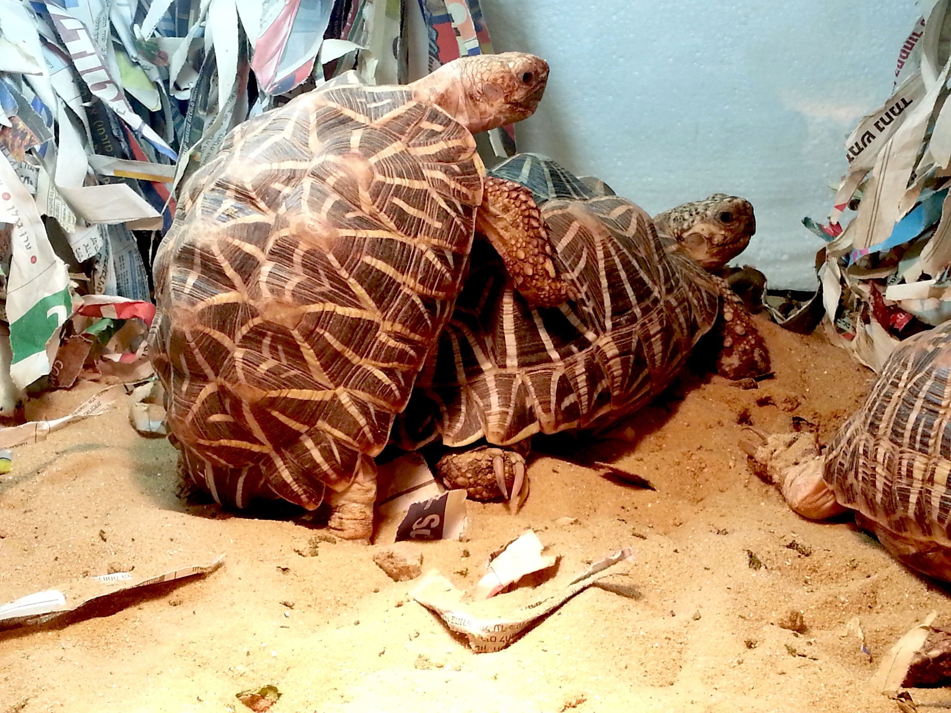 Star tortoise breeding, November 2014 | The International Center for ...