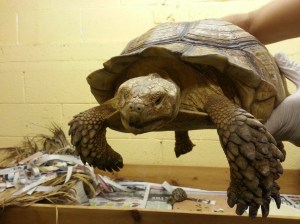 Treating a dehydrated and starving African spurred tortoise ...